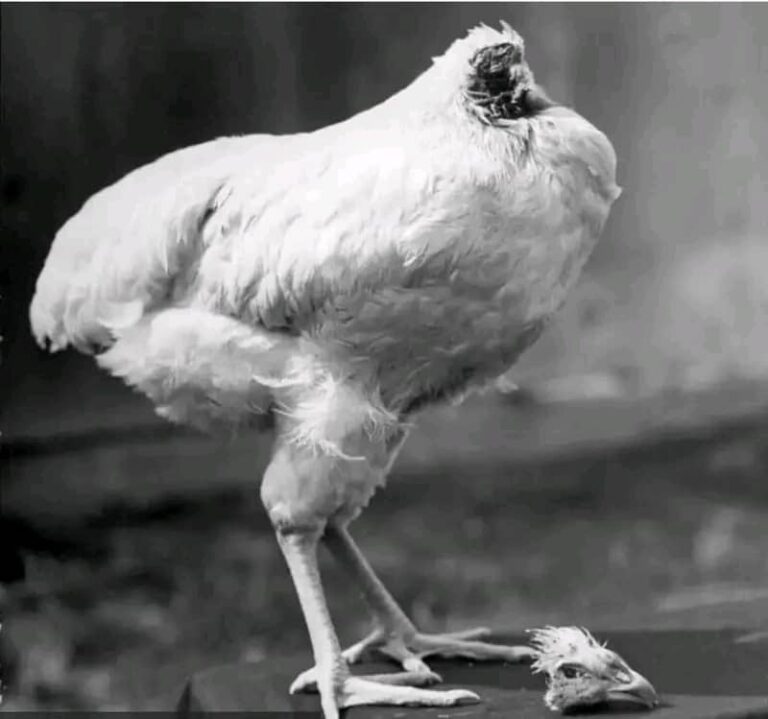 Mike The Headless Chicken: The Bird That Lived For 18 Months Without A ...