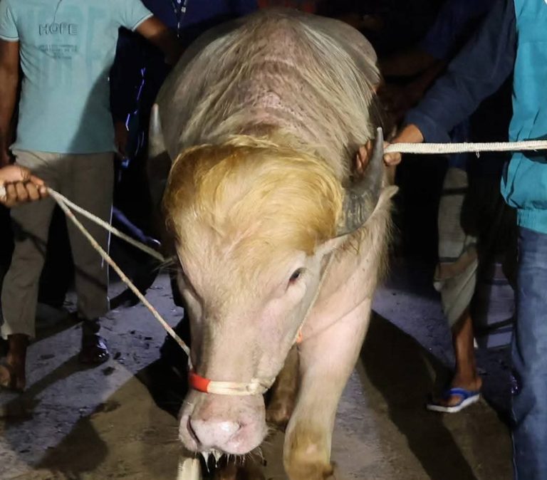 Bangladesh Government Saves ‘Donald Trump’ Cow from Eid Slaughter After ...